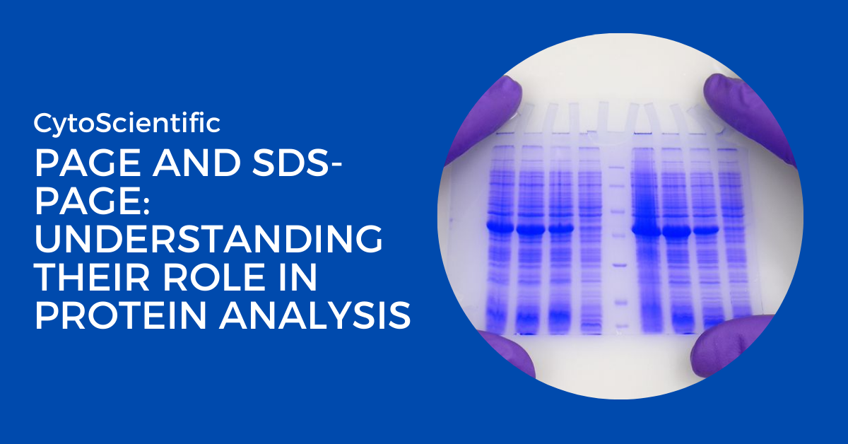 PAGE and SDS-PAGE Understanding Their Role in Protein Analysis